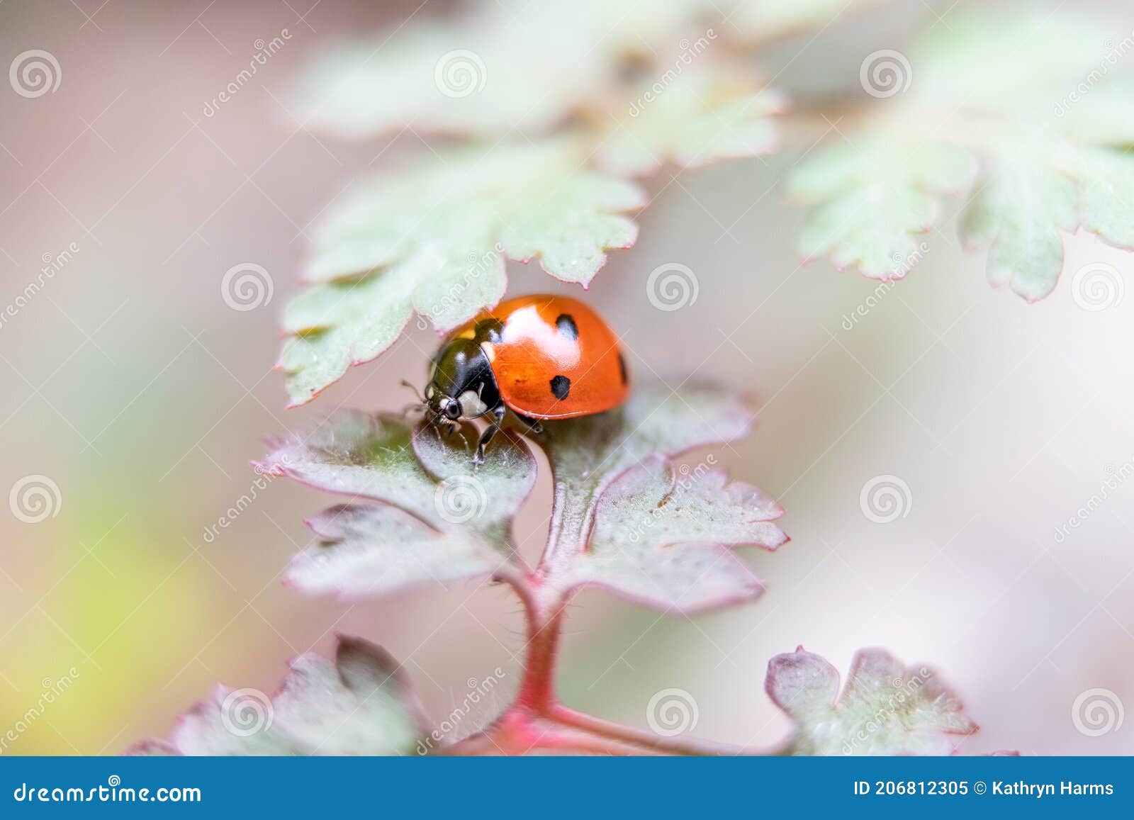 Ladybug Explores a Plant stock image. Image of insect - 206812305