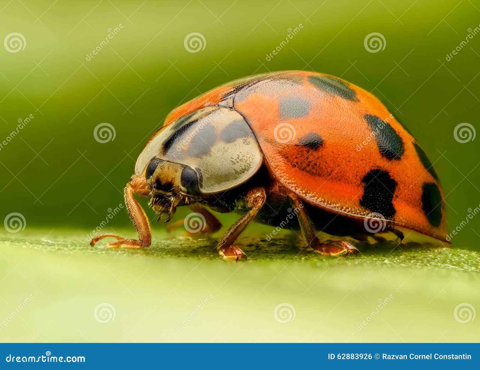 Ladybug extreme closeup stock photo. Image of magnification - 62883926