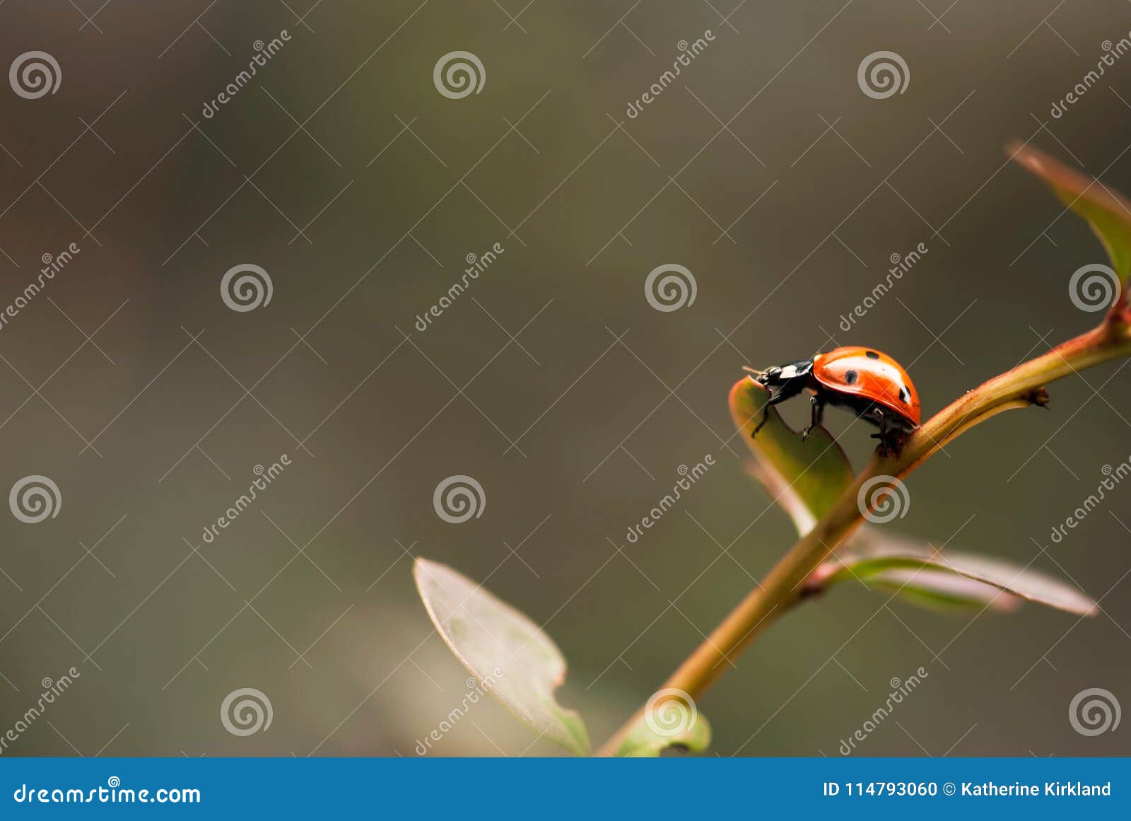 Ladybug on Fall Barberry Bush Stock Photo - Image of environment ...