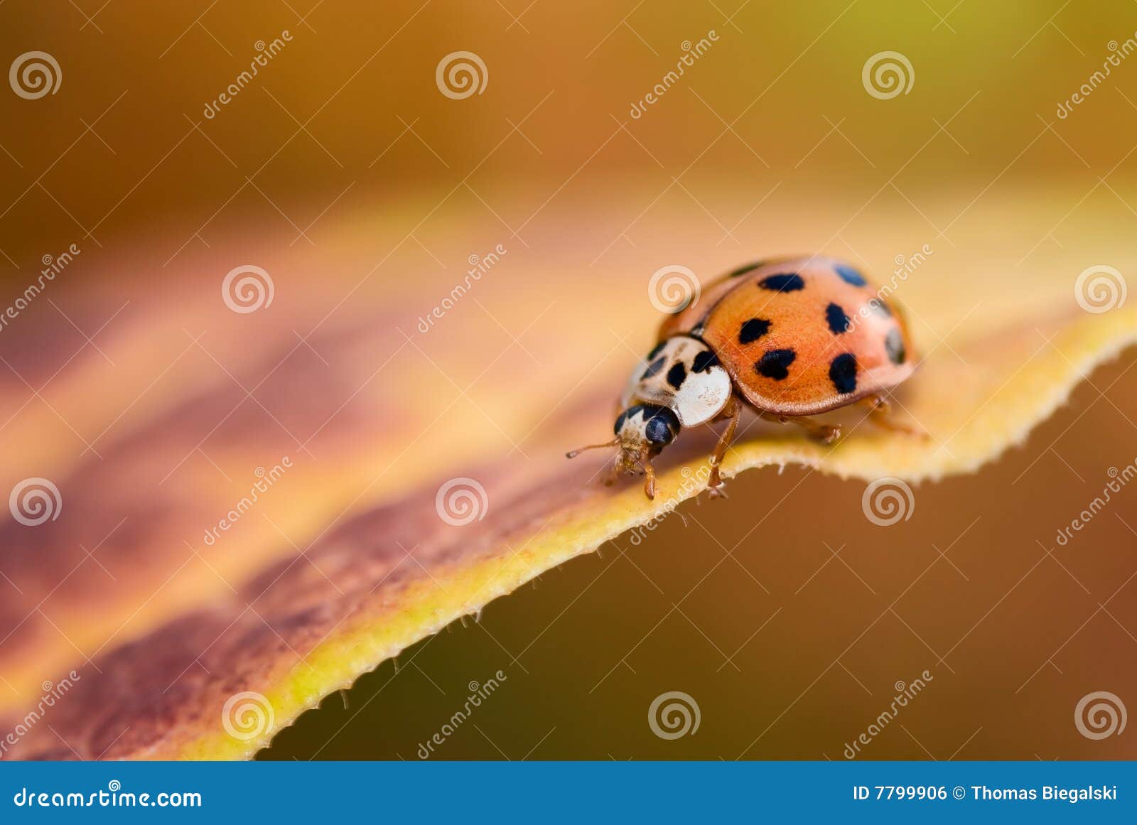 Ladybug on Fall leaf stock photo. Image of lady, asian - 7799906