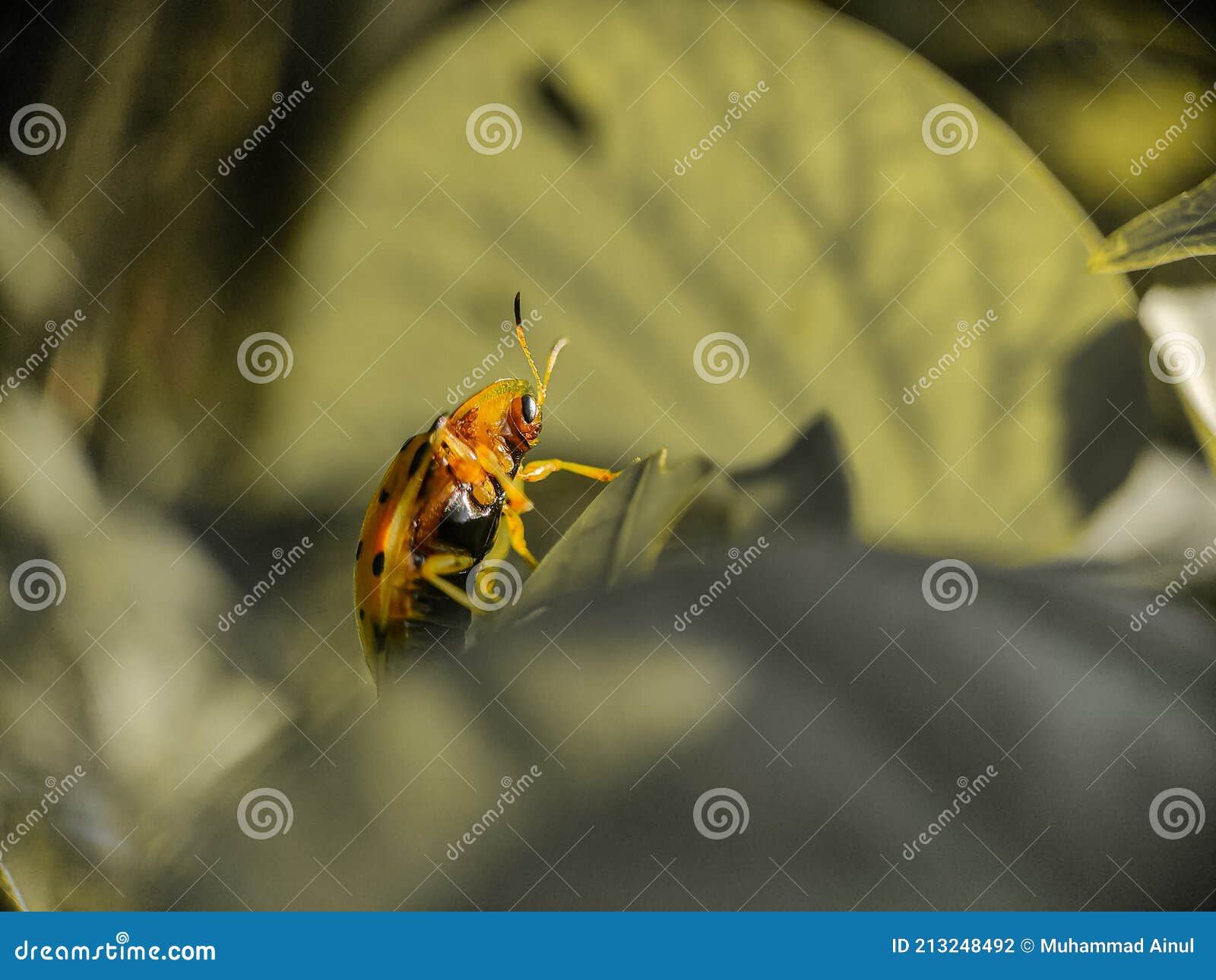 Ladybug Fall in Love with Another Ladybug Stock Photo - Image of colour ...