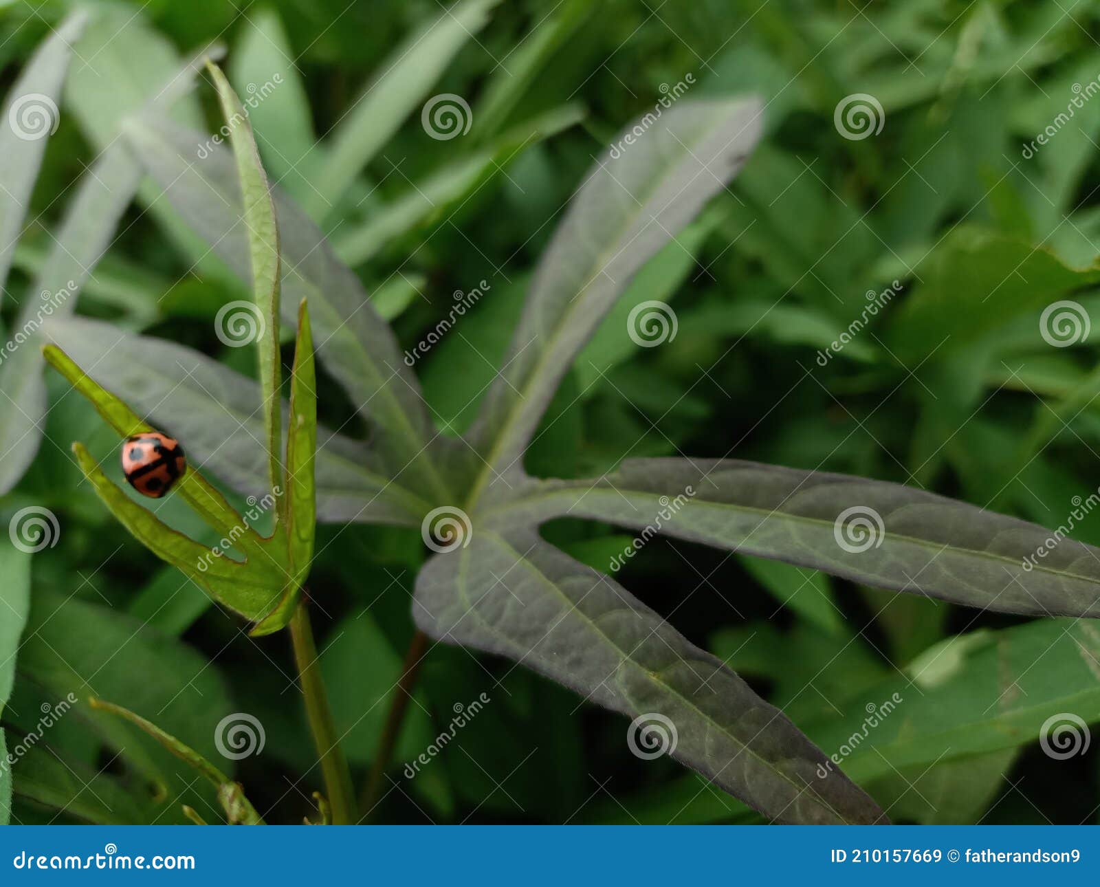 Ladybug almost Fall from the Tip of the Potato Leaves. Stock Image ...