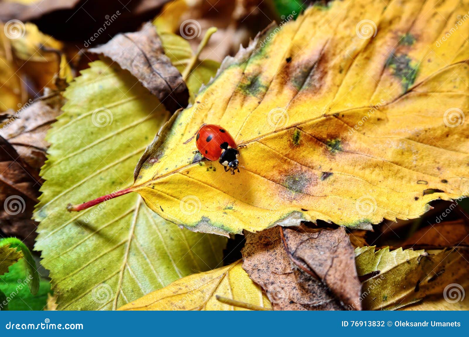 Ladybug on the Fallen Yellow Leaves in the Fall. Stock Photo - Image of ...