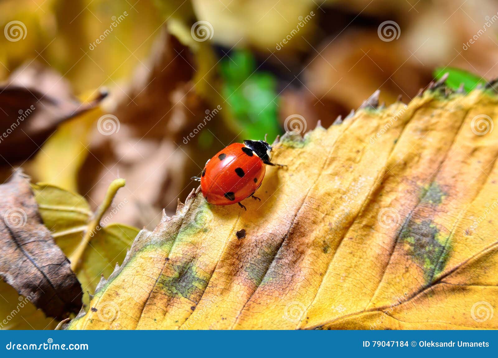 Ladybug on the Fallen Yellow Leaves in the Fall. Stock Photo - Image of ...