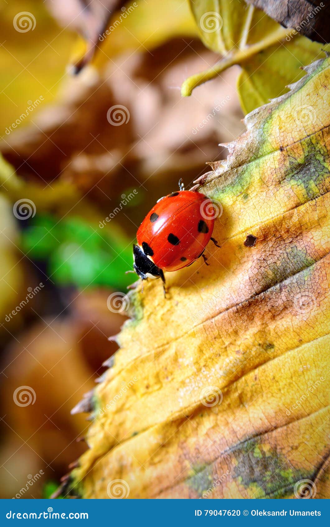 Ladybug on the Fallen Yellow Leaves in the Fall. Stock Photo - Image of ...