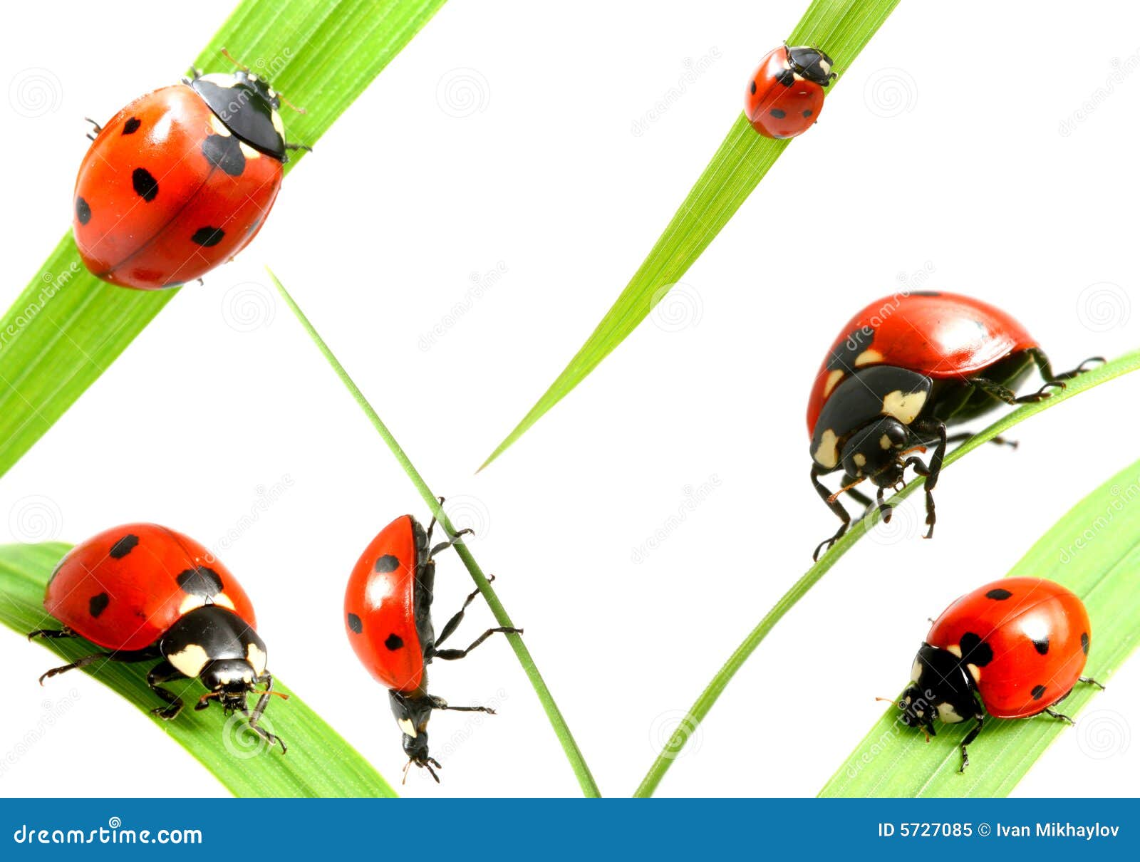 Ladybug family stock image. Image of macro, environmental - 5727085