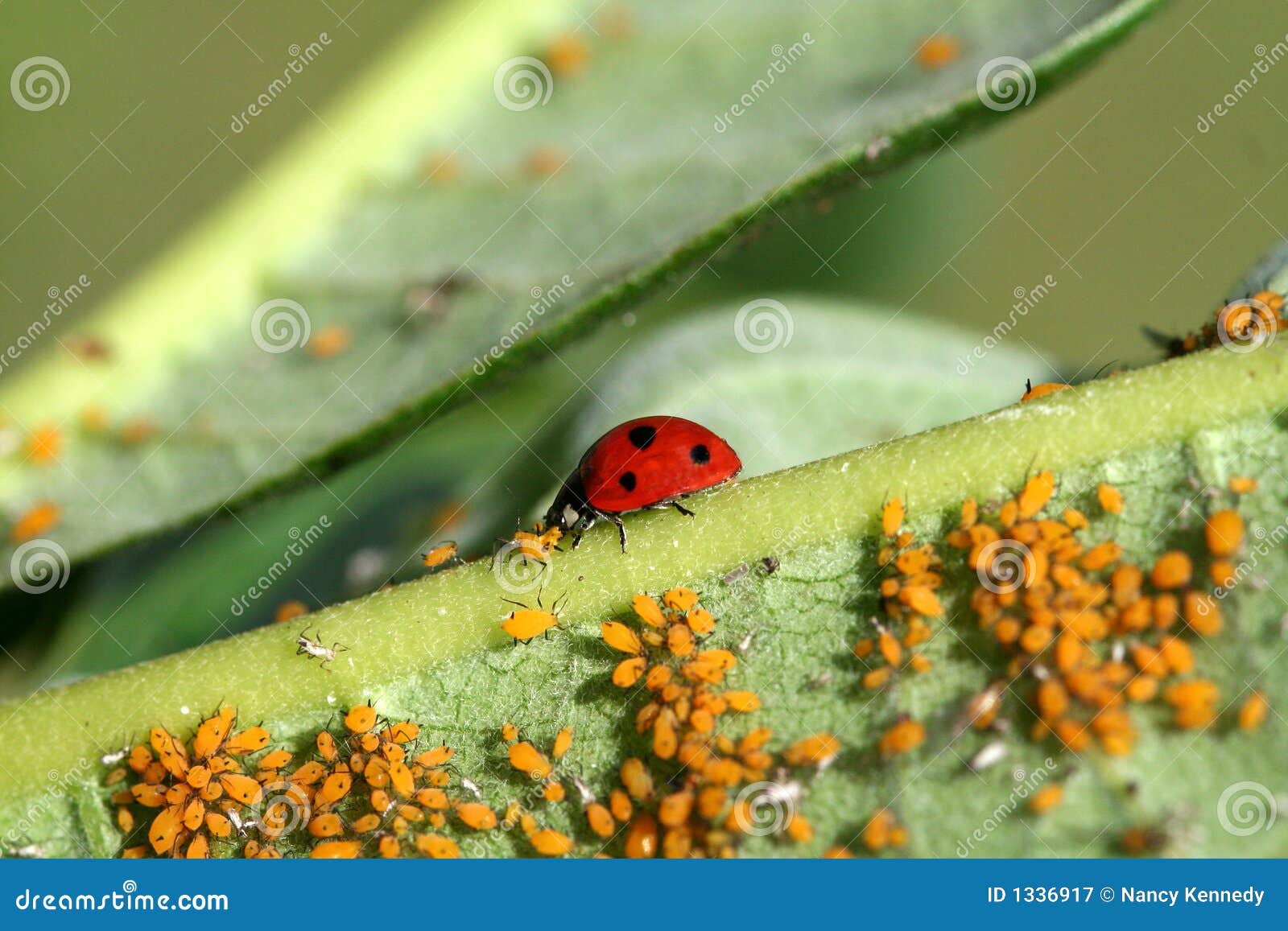 Ladybug Feast stock image. Image of color, cute, harmless - 1336917