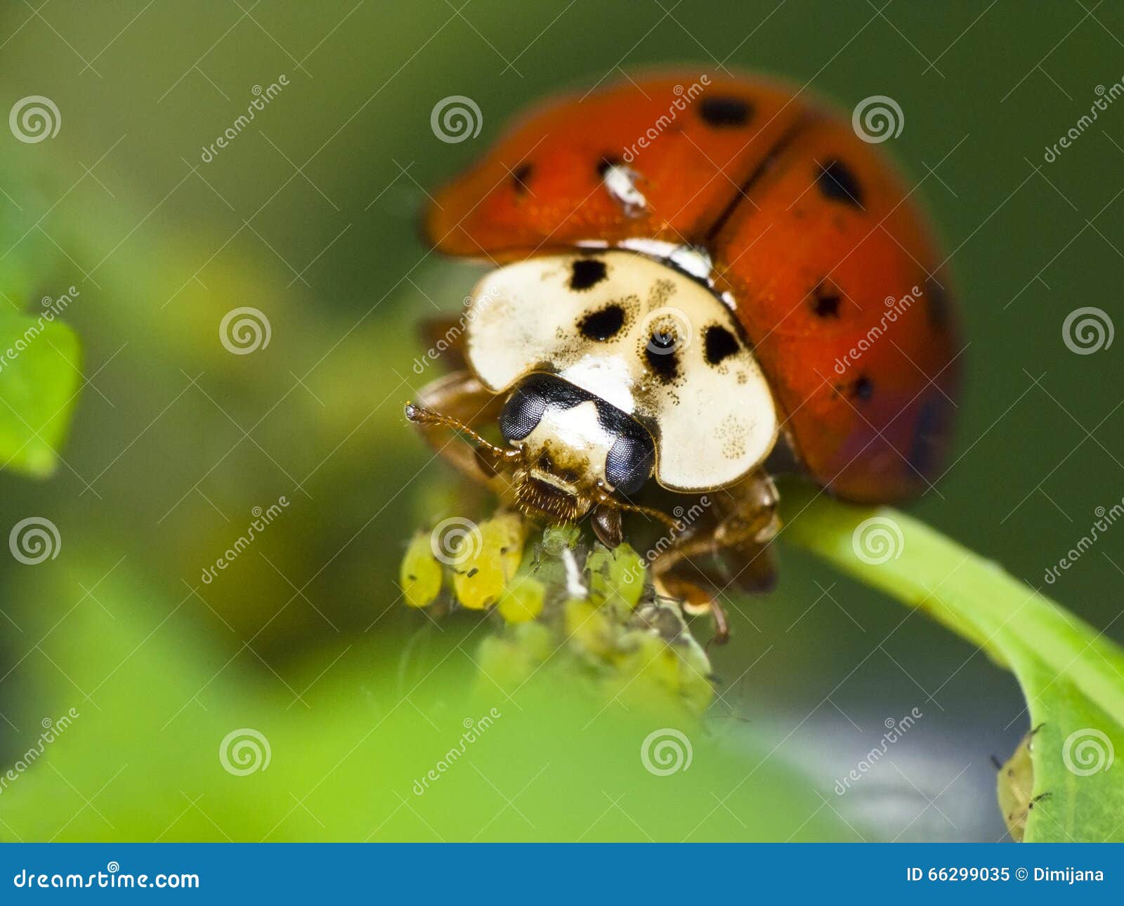 Ladybug feeds on aphids stock image. Image of green, larvae - 66299035