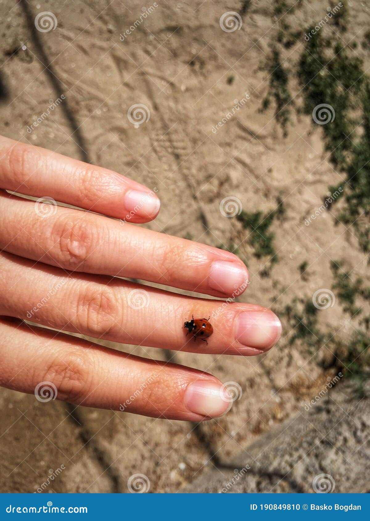 Female Podon Stock Photos - Free & Royalty-Free Stock Photos from ...