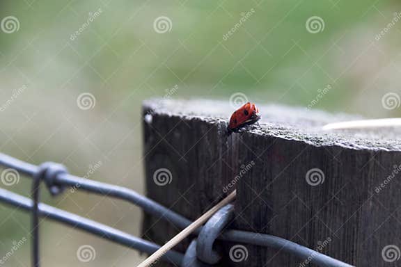 Ladybug on a fence stock image. Image of delicious, meat - 261603373