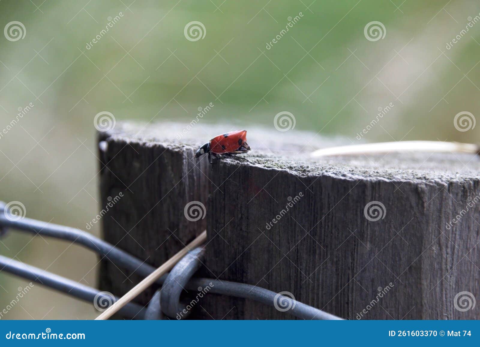 Ladybug on a fence stock photo. Image of meadow, brown - 261603370