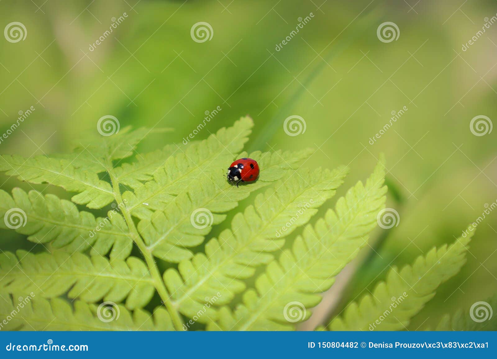 Ladybug on fern stock photo. Image of closeup, environment - 150804482