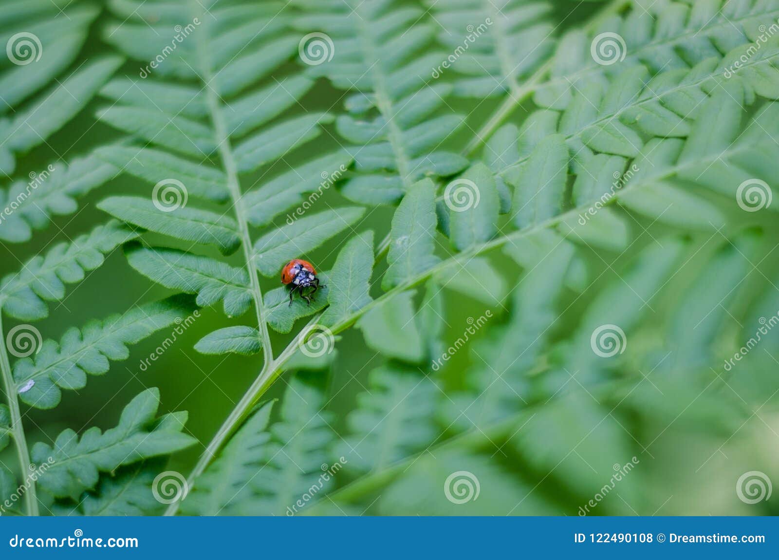Ladybug on fern stock photo. Image of sits, forest, green - 122490108