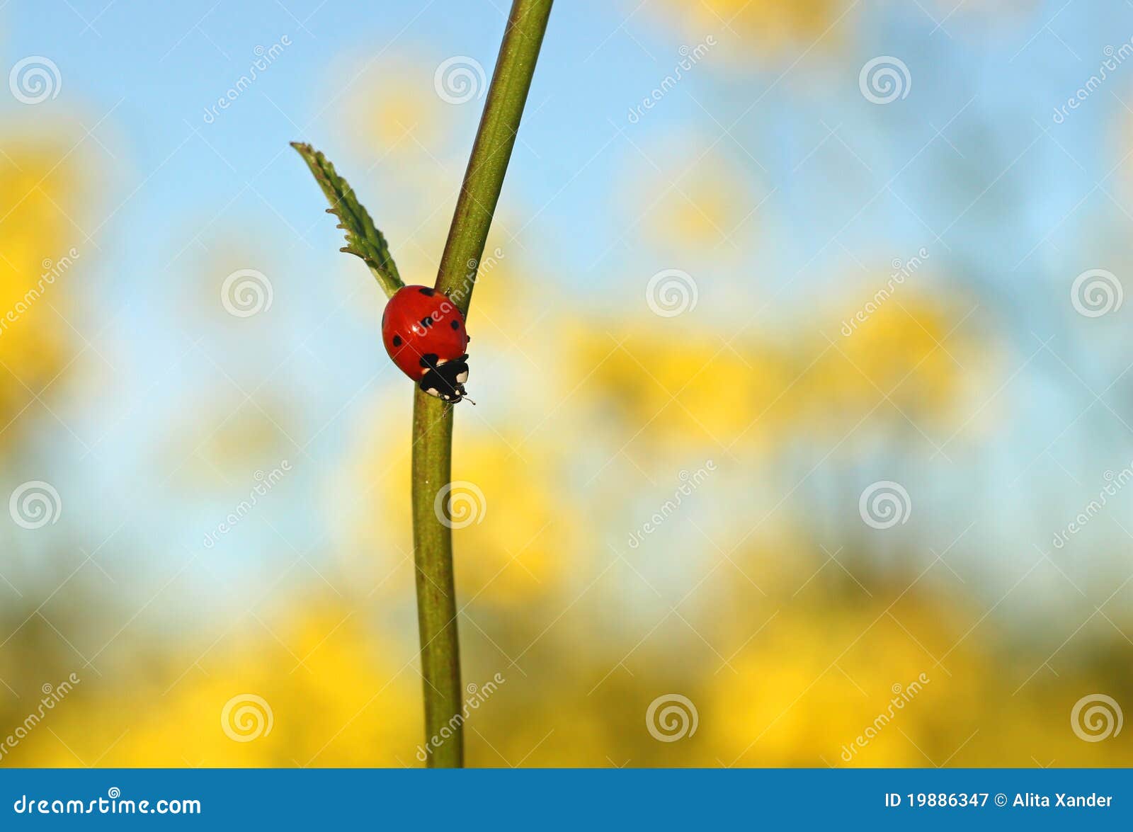 Ladybug in the Field stock image. Image of leaf, environmental - 19886347
