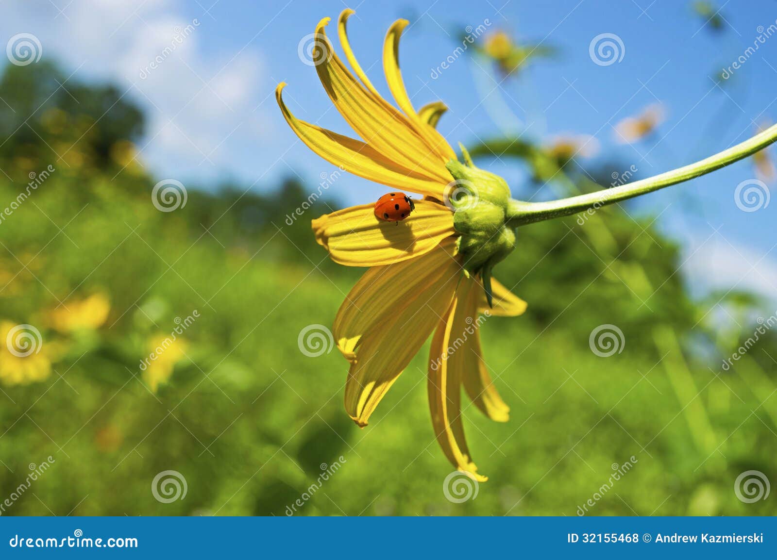 Ladybug in Field stock photo. Image of macro, insect - 32155468