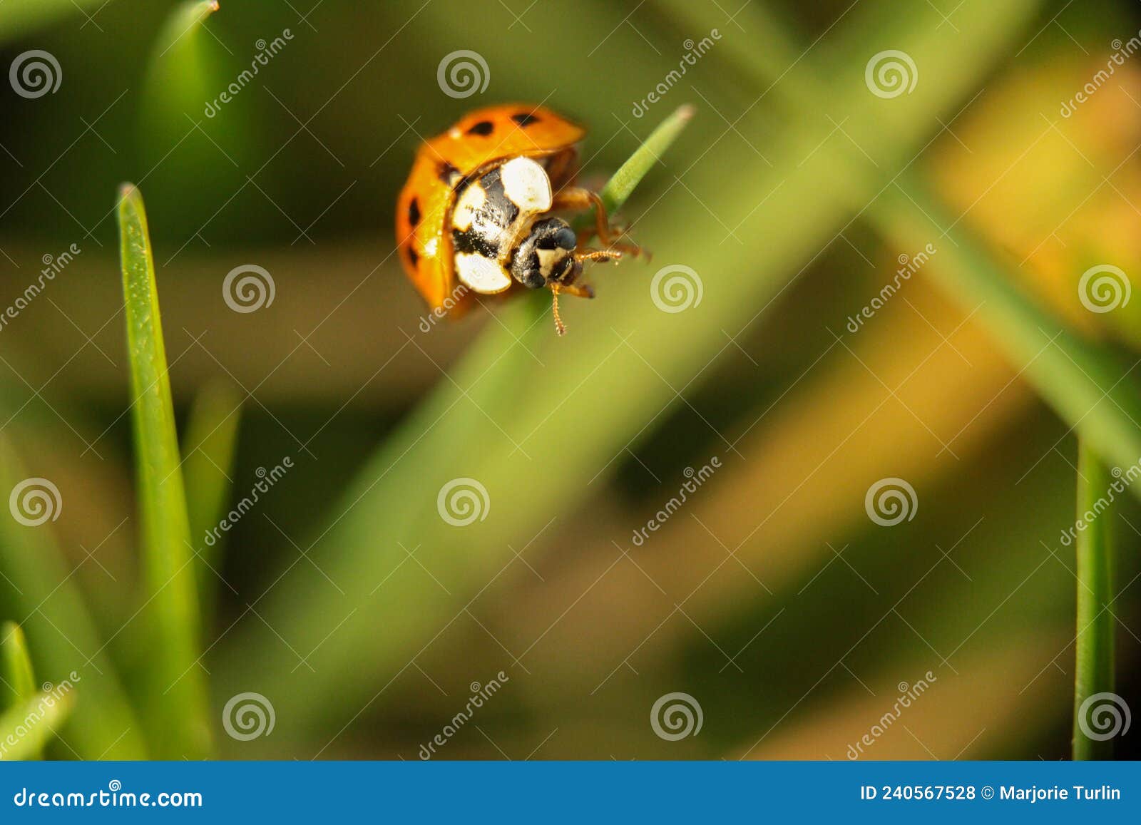 A ladybug in the fields stock photo. Image of plant - 240567528