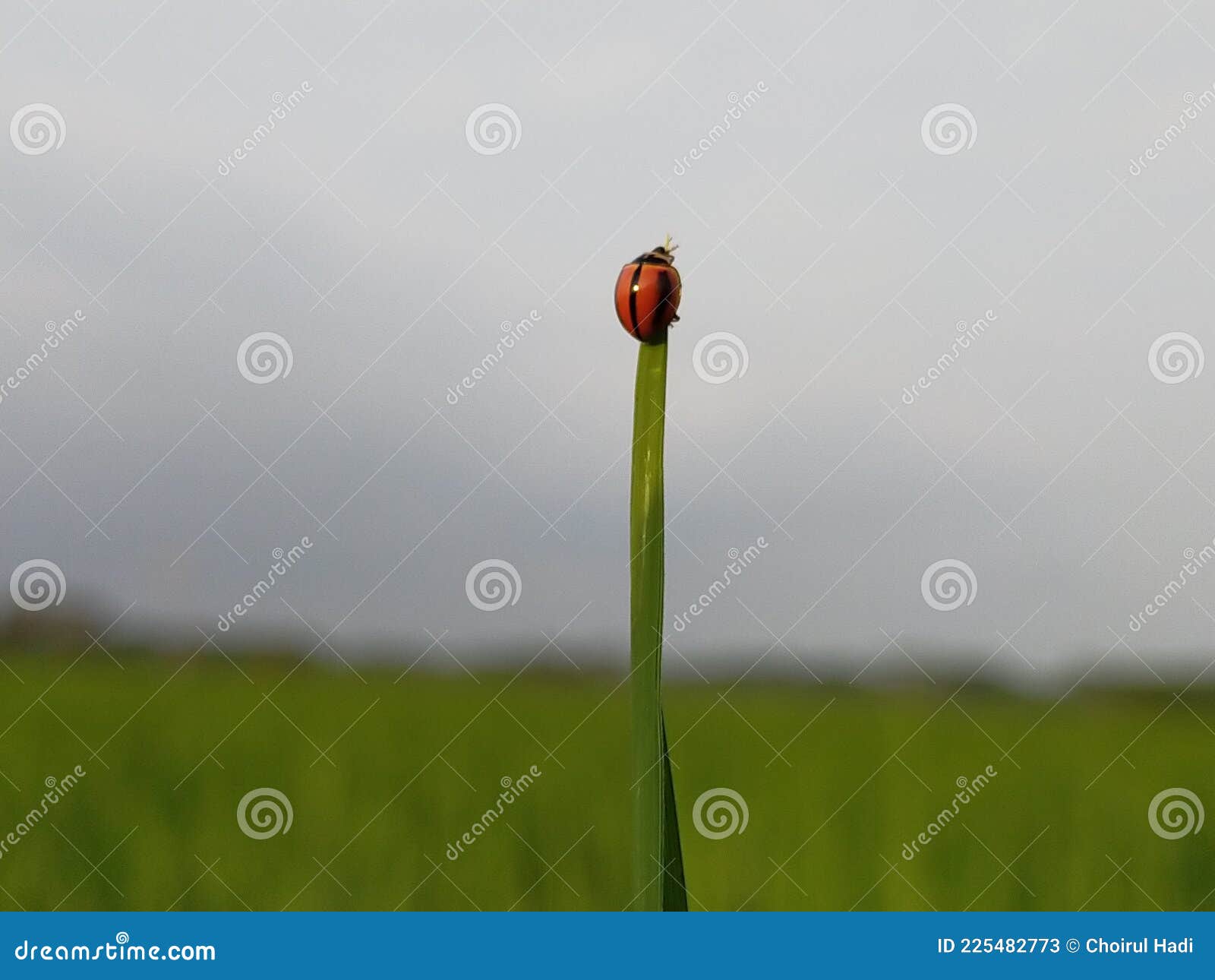 Ladybug in Fields Rice Background Stock Image - Image of botanical ...