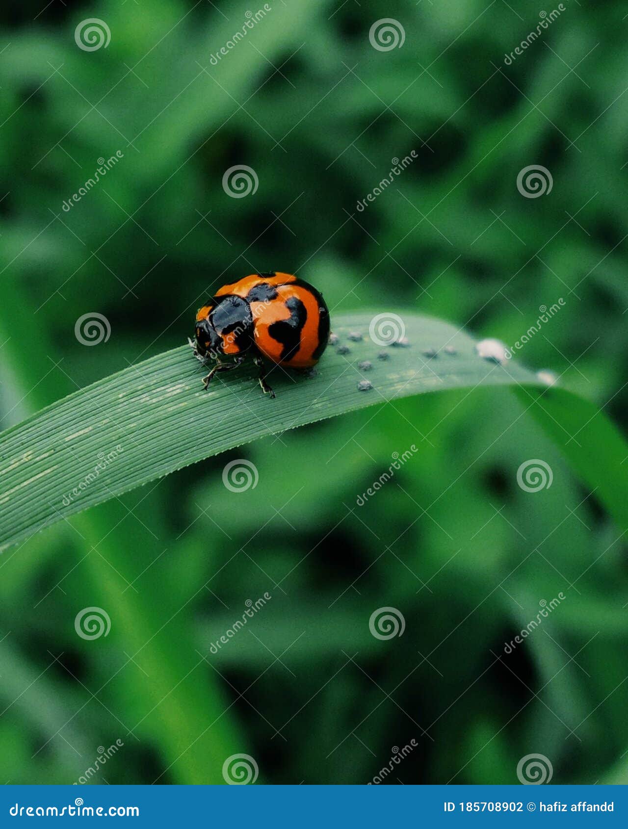 Ladybug find food stock photo. Image of ladybug, animal - 185708902