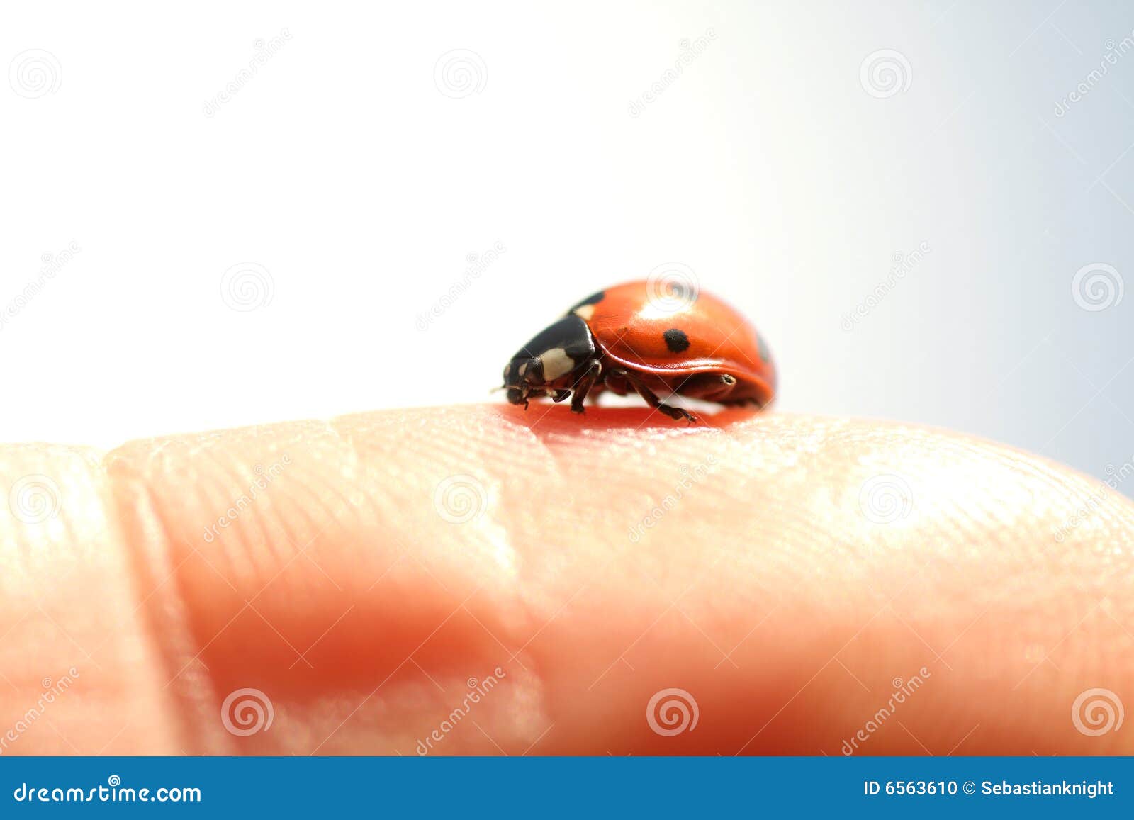 Ladybug on finger stock photo. Image of hand, autumn, small - 6563610