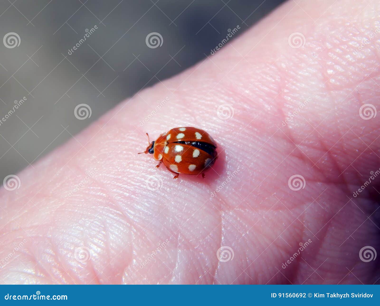 Ladybug on finger stock photo. Image of ladybug, human - 91560692