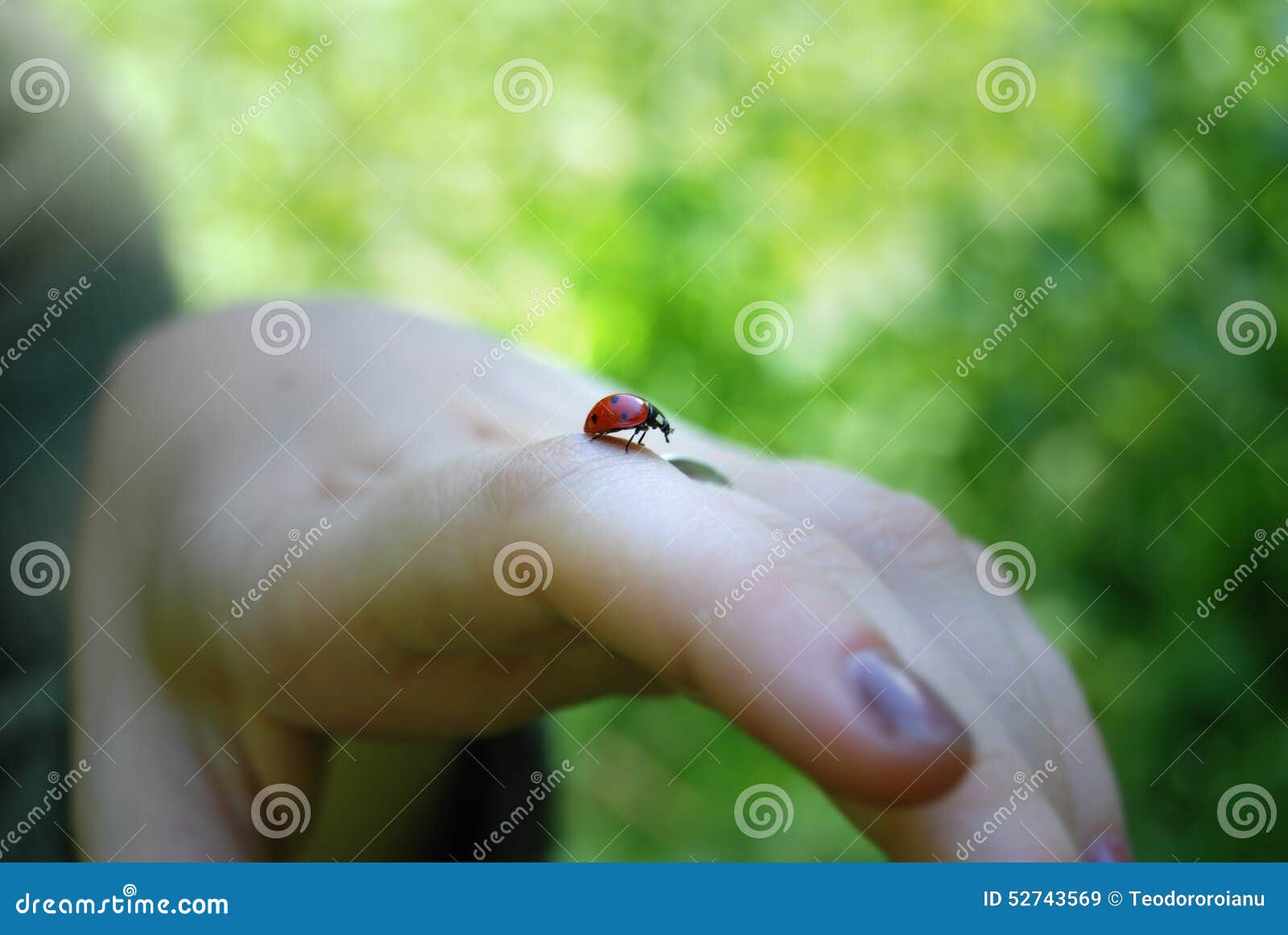 Ladybug on finger stock image. Image of grass, dots, close - 52743569