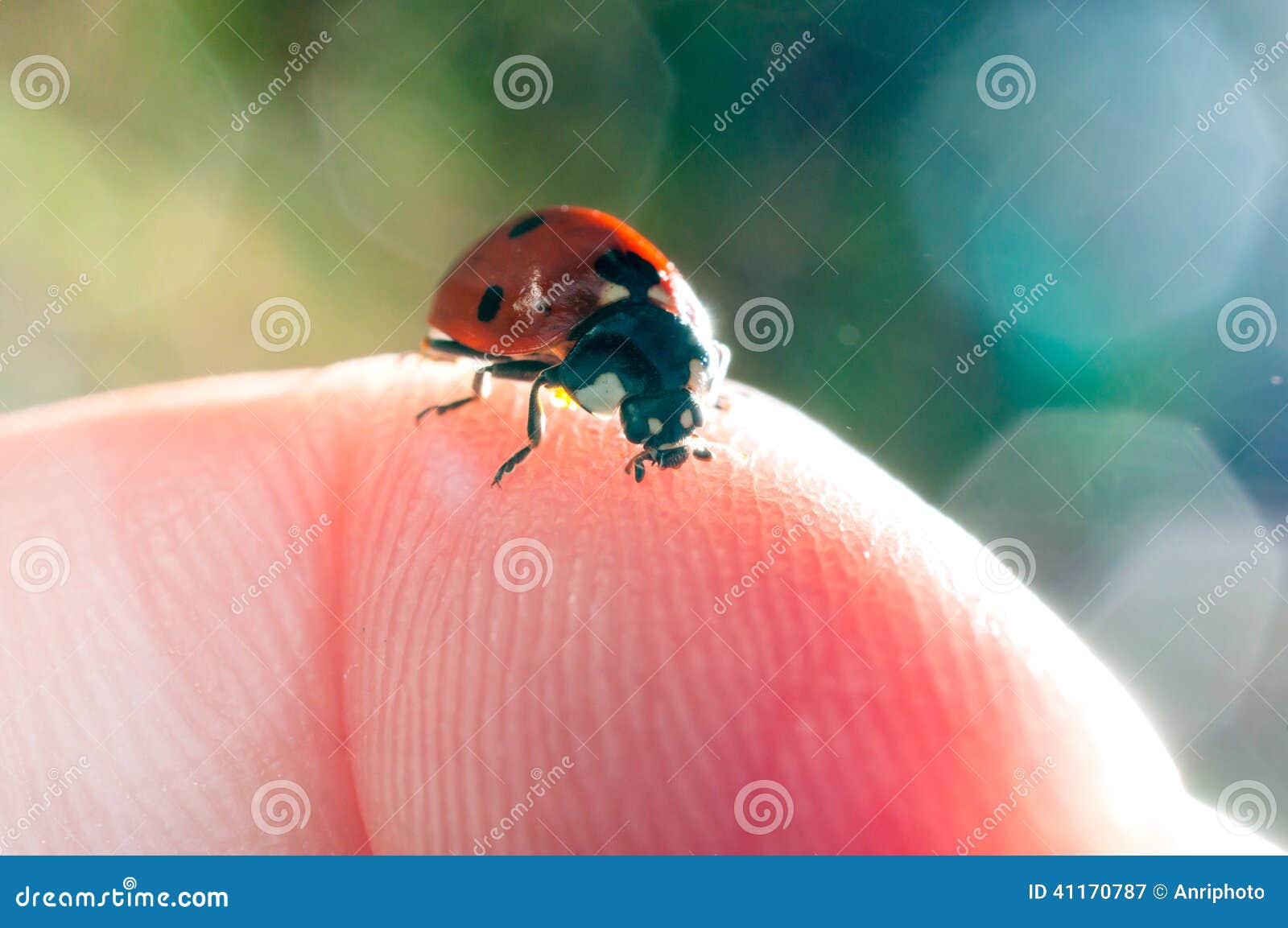 Ladybug on a finger stock image. Image of cute, macro - 41170787