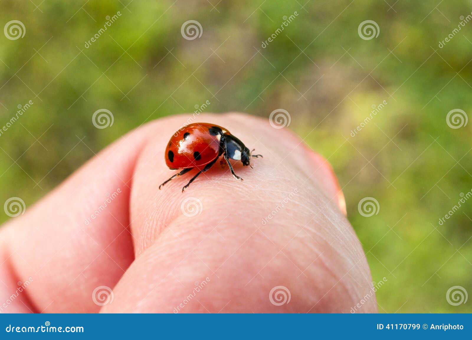 Ladybug on a finger stock image. Image of cute, brightly - 41170799