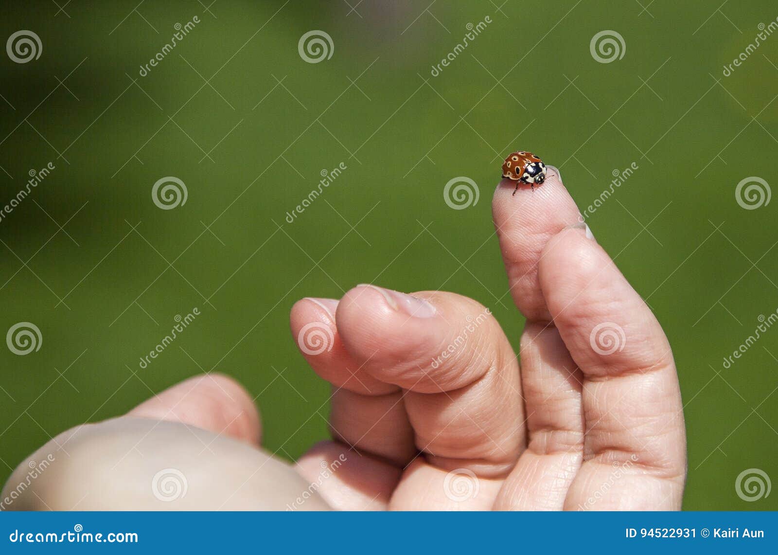 Ladybug on a Finger with a Green Background Stock Image - Image of ...