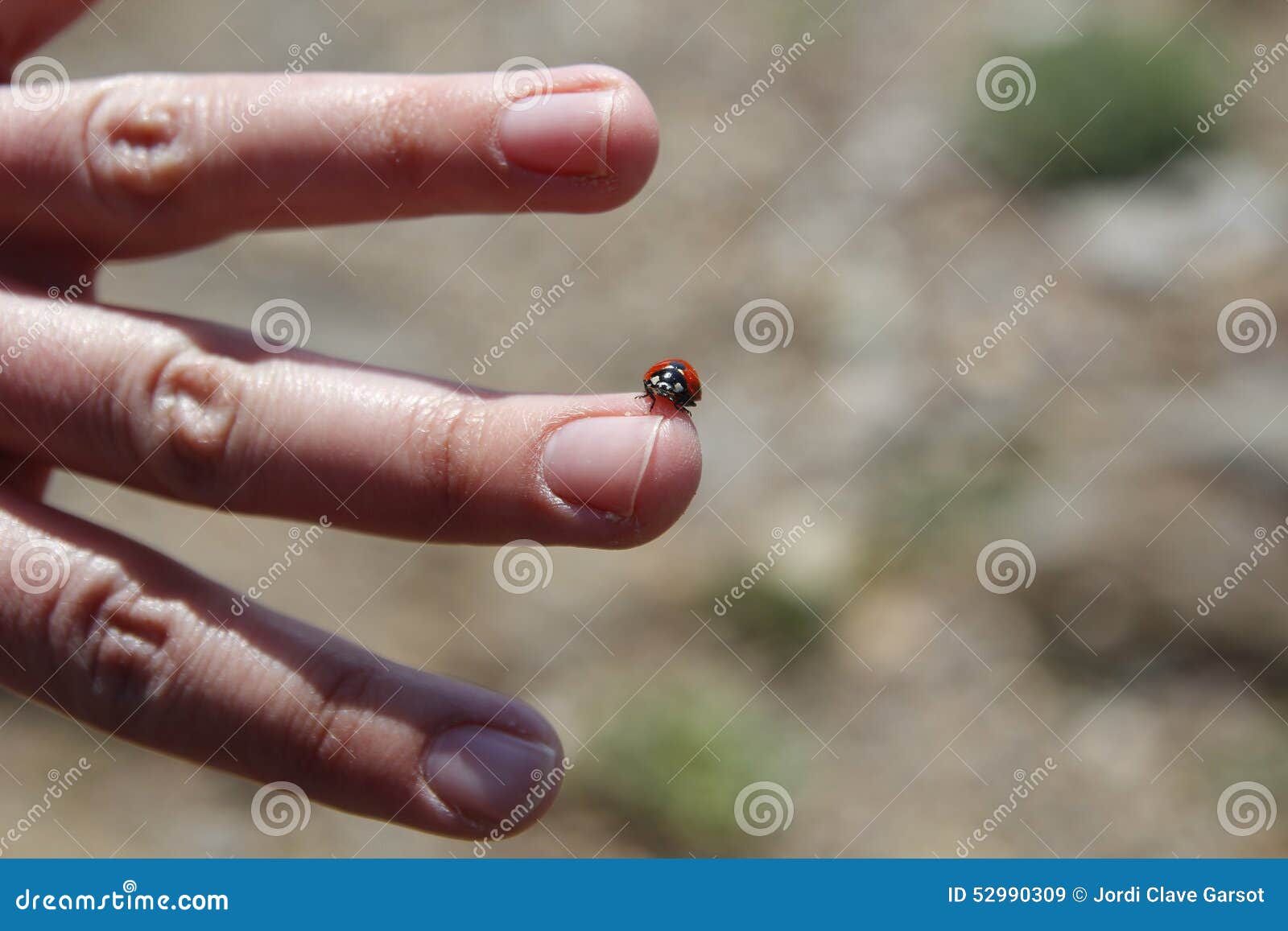 Ladybug in a finger stock image. Image of open, season - 52990309