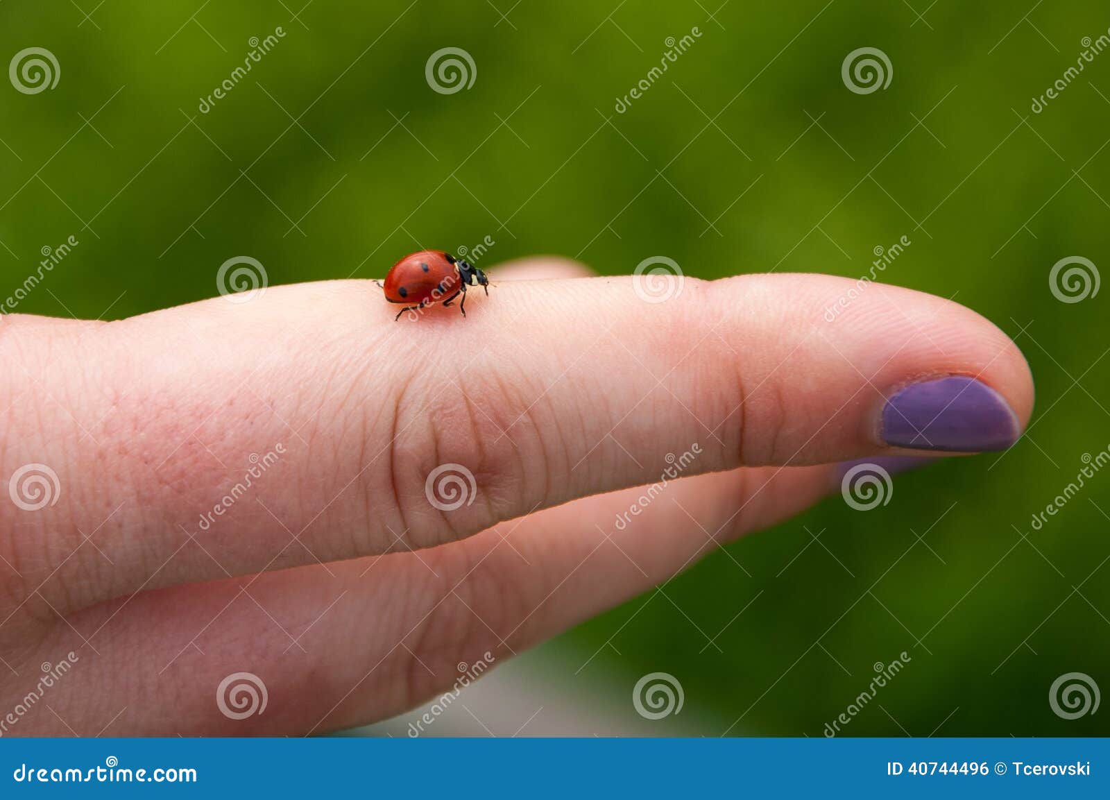 Ladybug on Finger, with Painted Nails Stock Photo - Image of ladybird ...
