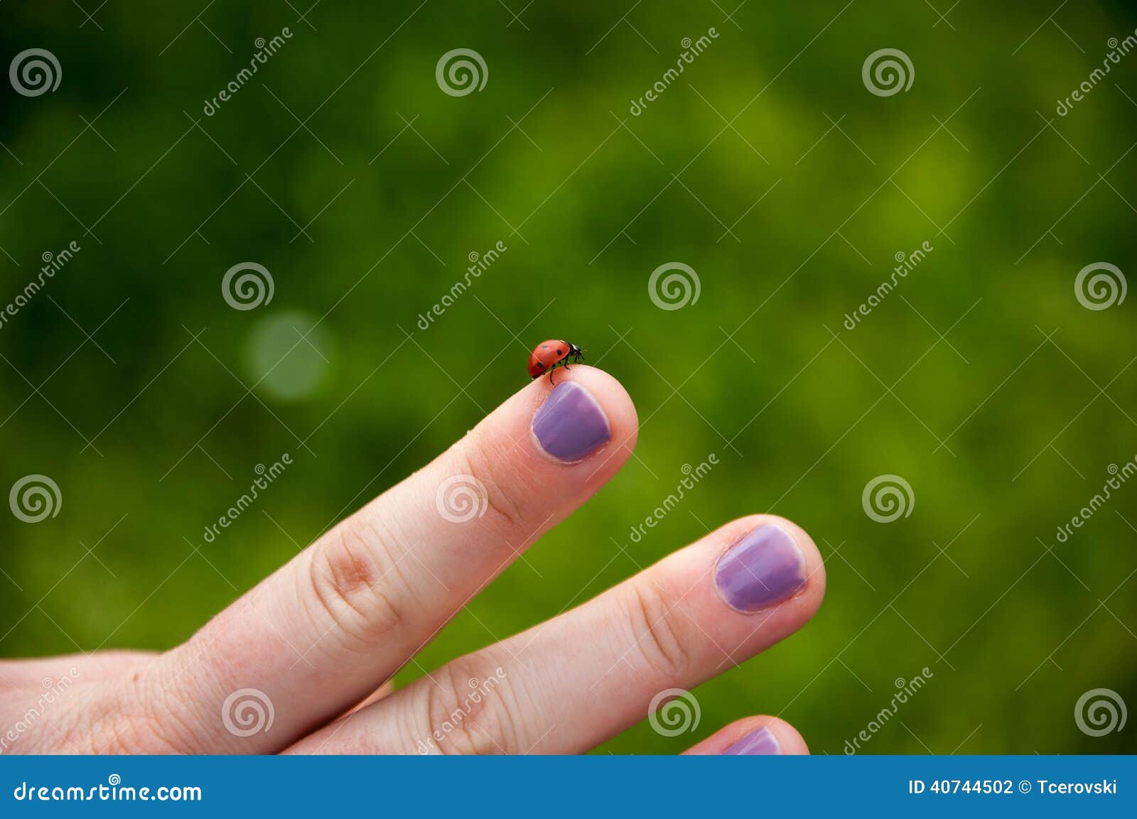 Ladybug on Finger, with Painted Nails Stock Photo - Image of green ...