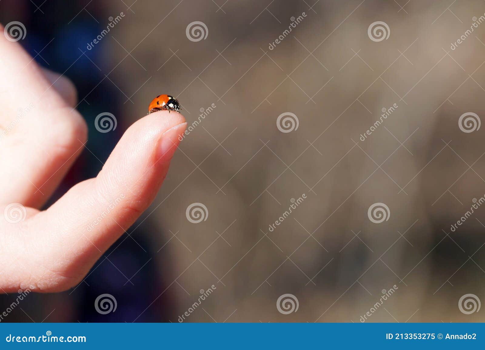 Ladybug on a Finger in the Sunlight Close-up Stock Image - Image of ...