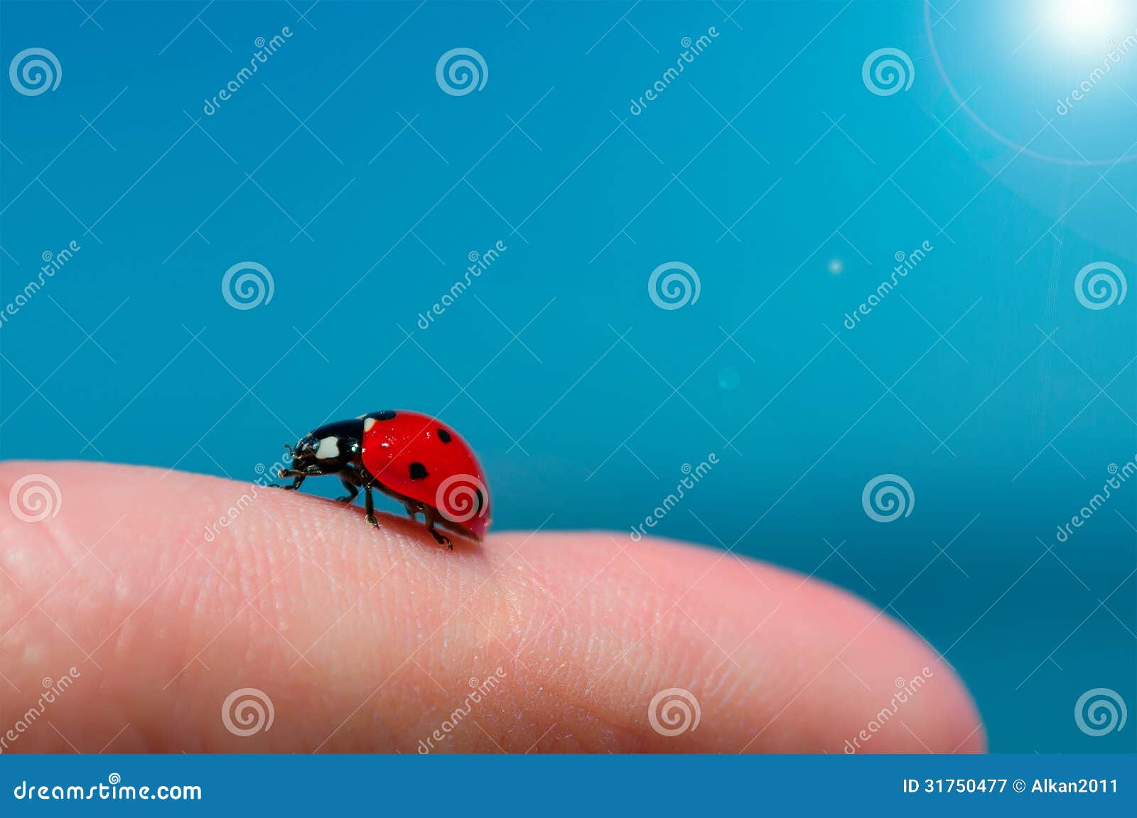 Ladybug on a finger stock image. Image of spotted, insect - 31750477