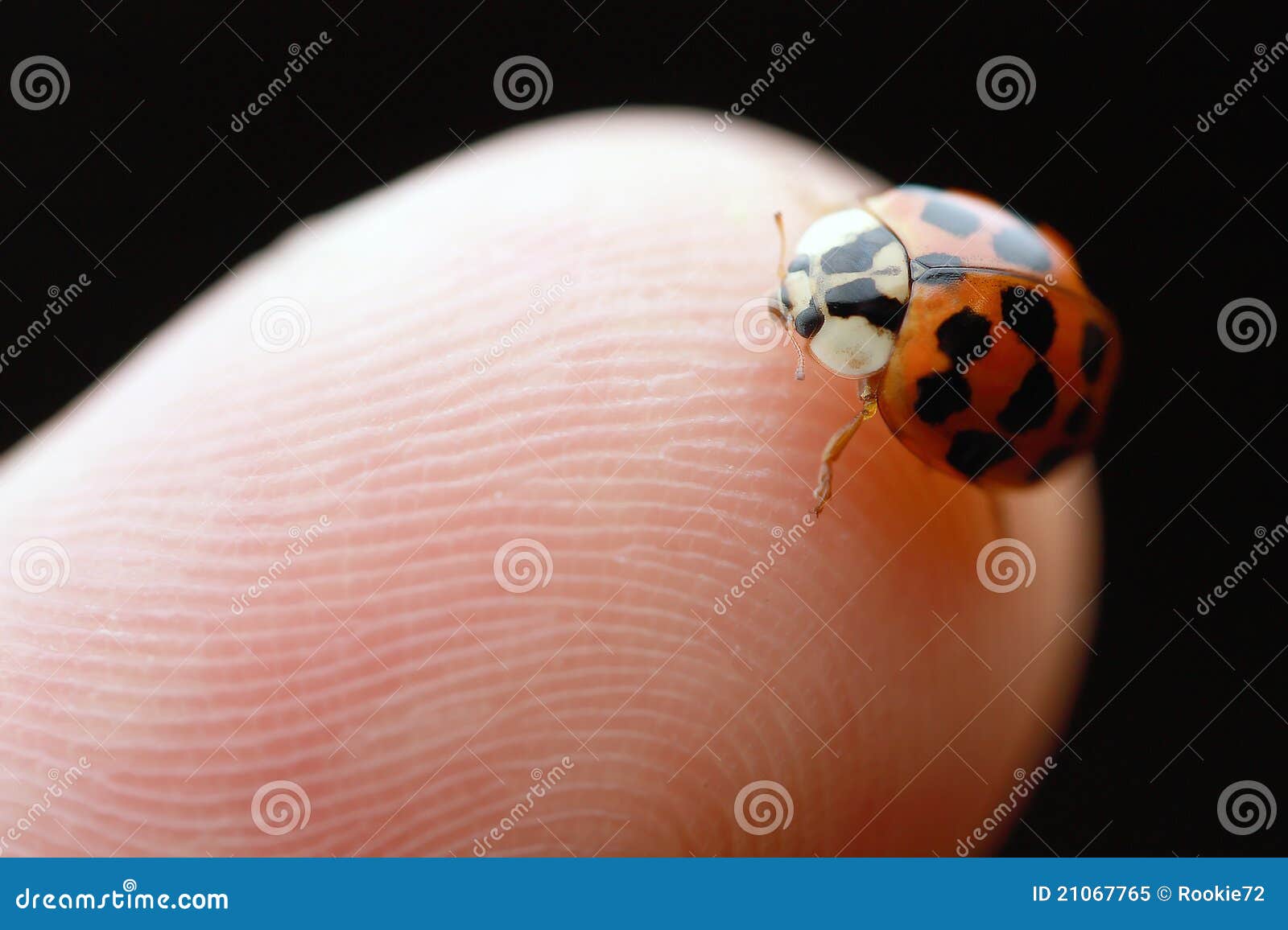 Ladybug on fingertip stock image. Image of animal, beauty - 21067765