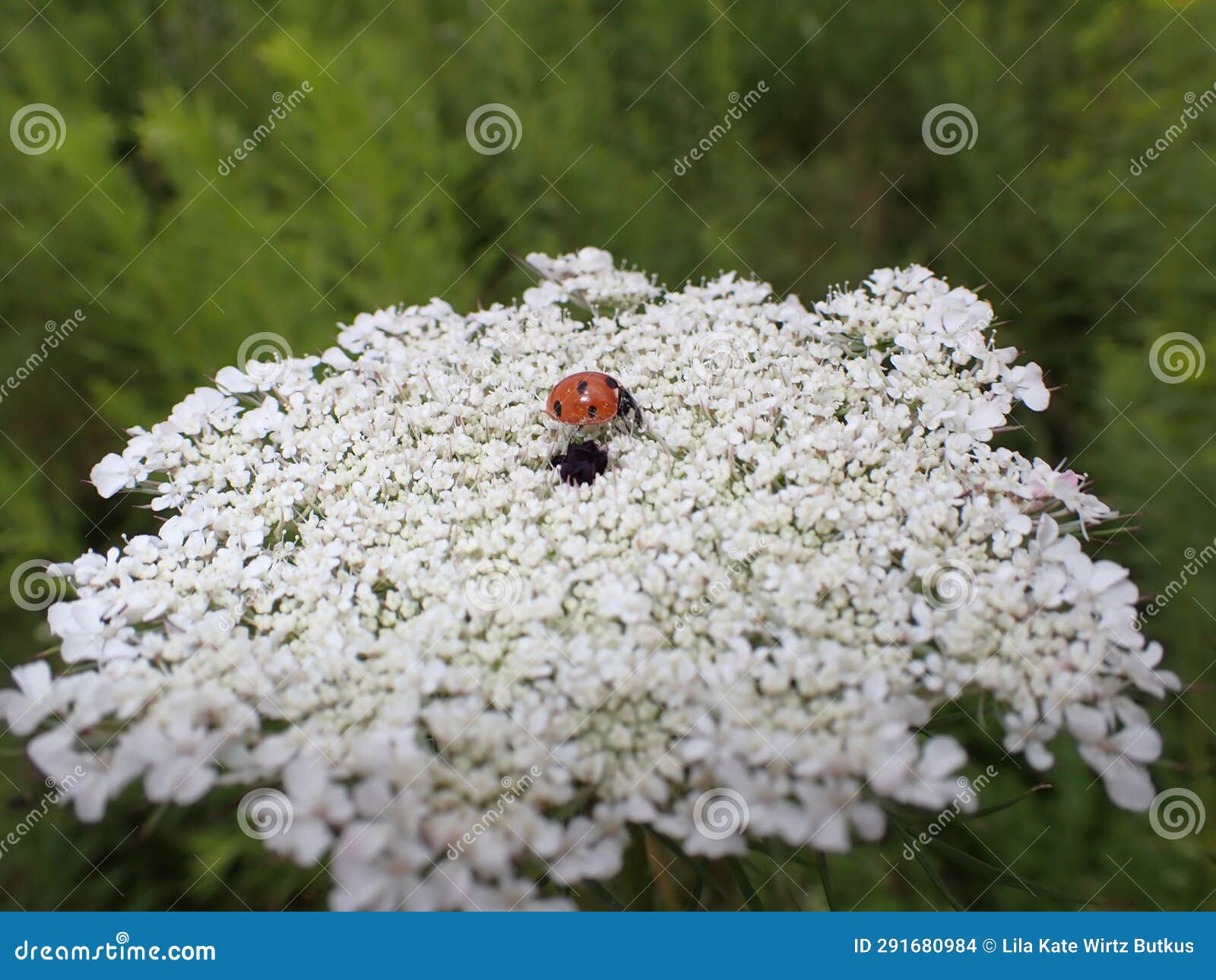 Ladybug on a Flat White Flowering Weed. Just Hanging Out, Pollinating ...