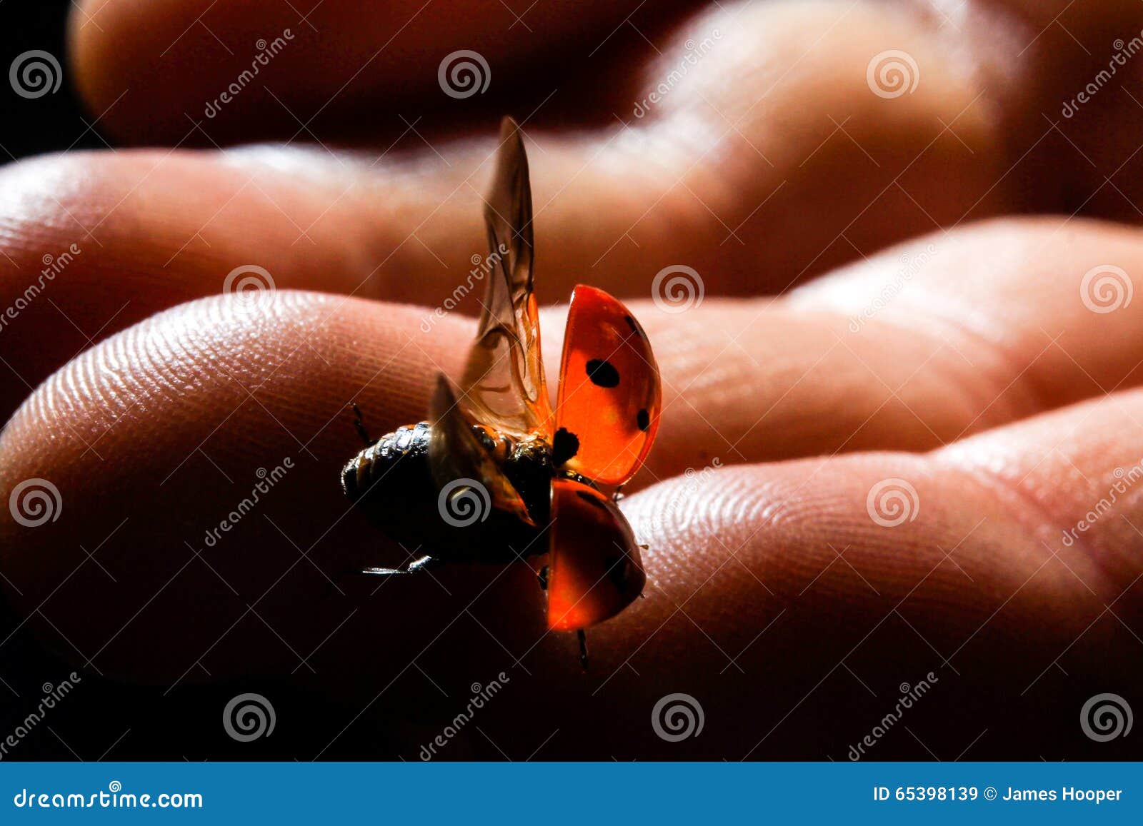 Ladybug Flies from the Fingers of a Young Child Stock Image - Image of ...