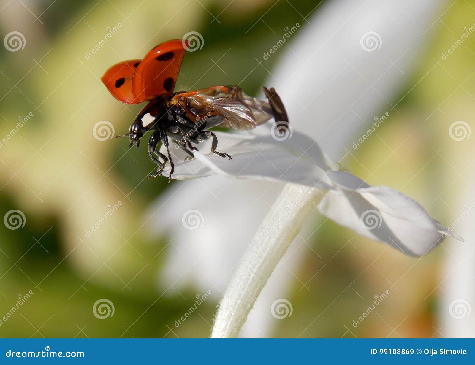 Ladybug in flight stock image. Image of macro, insect - 99108869