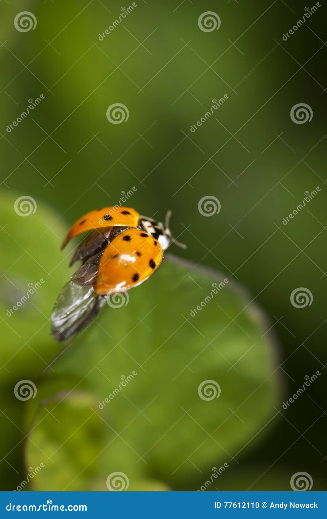 Ladybug before the flight stock photo. Image of animal - 77612110