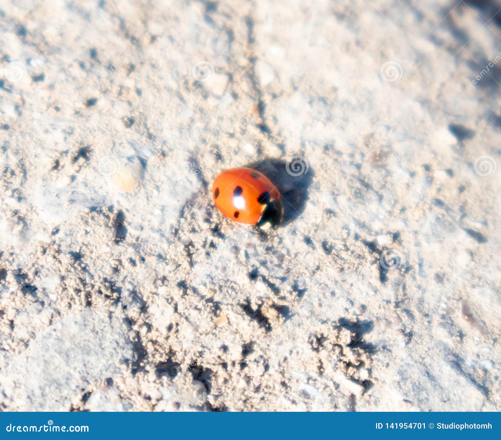 Ladybug on the Floor. Surface with Gray Grid Background Stock Image ...