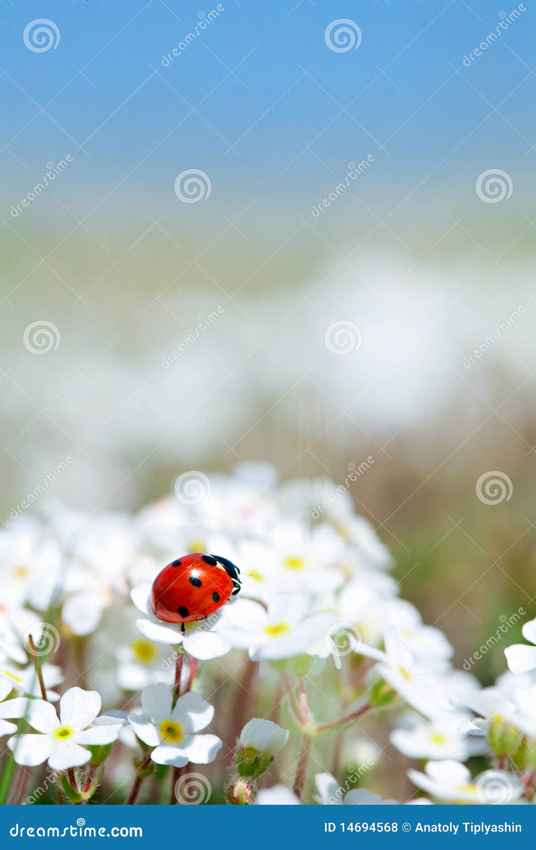 Ladybug on flower stock photo. Image of ladybird, ladybug - 14694568