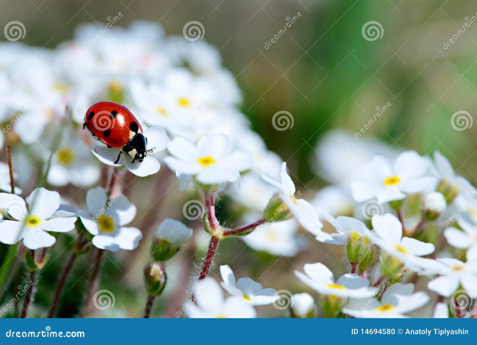 Ladybug on flower stock photo. Image of colored, black - 14694580