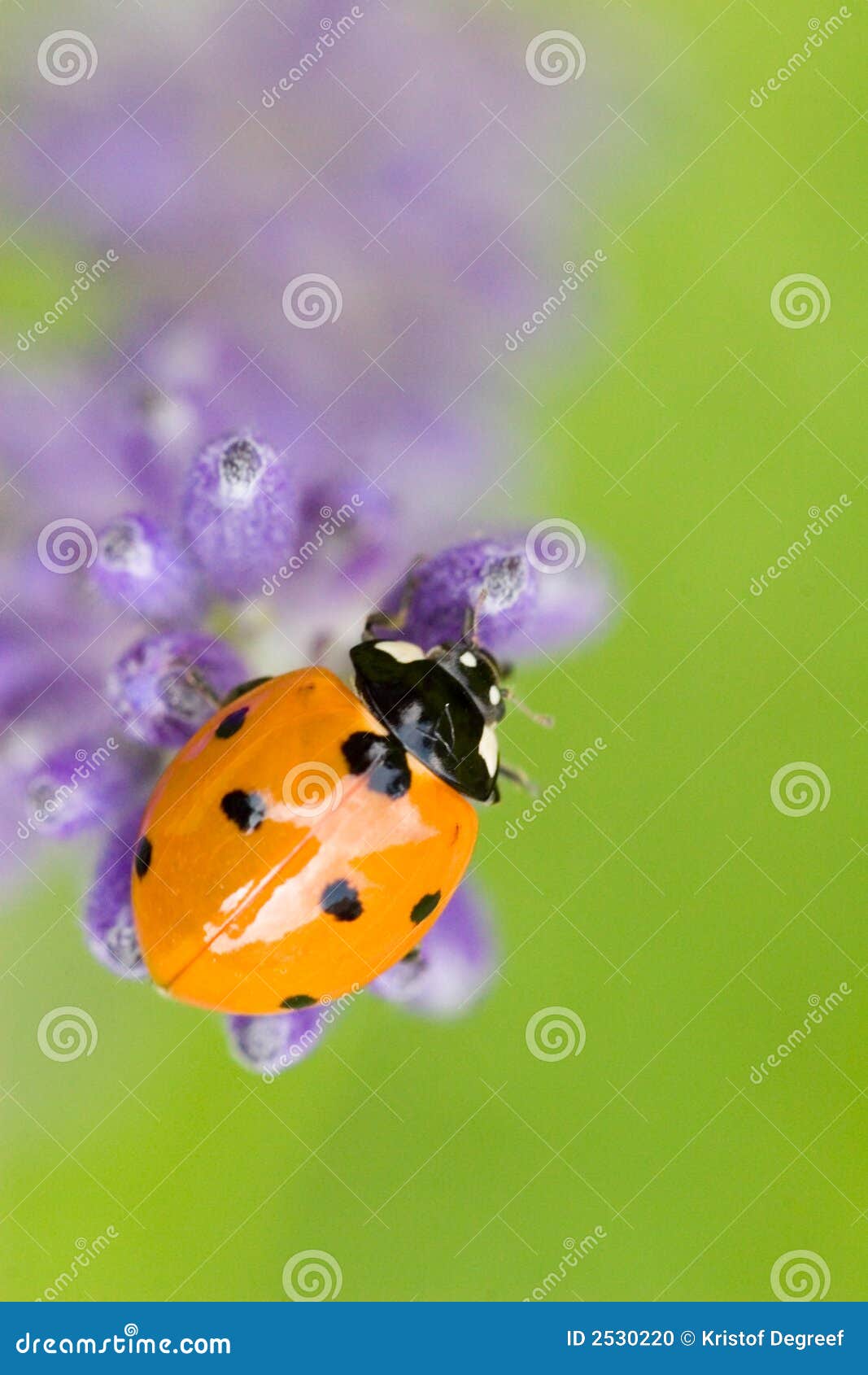Ladybug on flower stock photo. Image of closeup, nature - 2530220