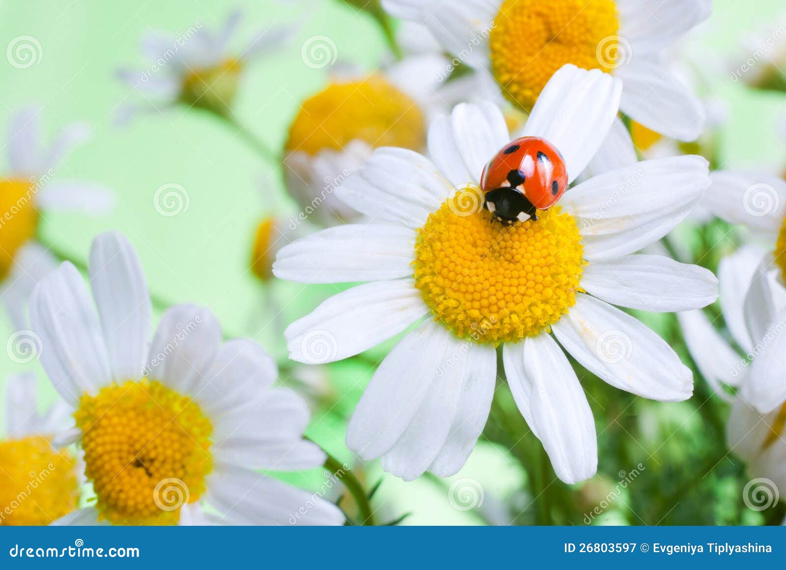 Ladybug on a flower stock image. Image of daisy, blue - 26803597