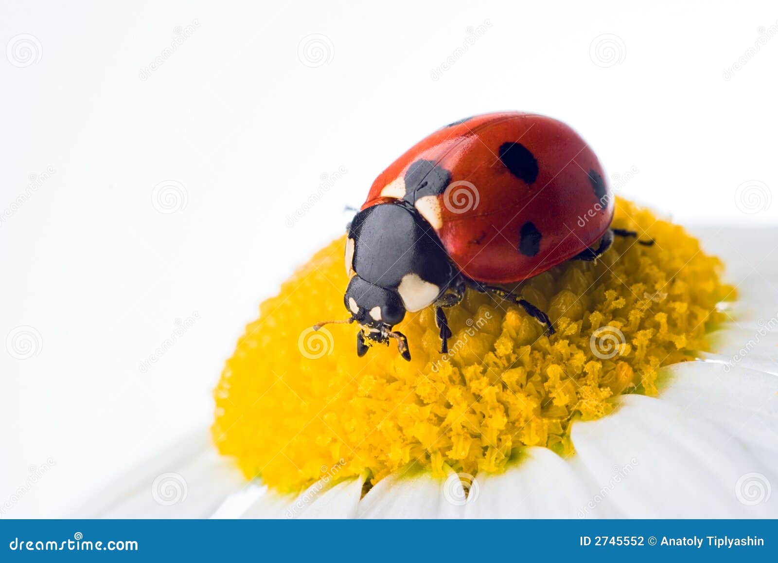 205 Eye Ladybug Spotted Photos - Free & Royalty-Free Stock Photos from ...