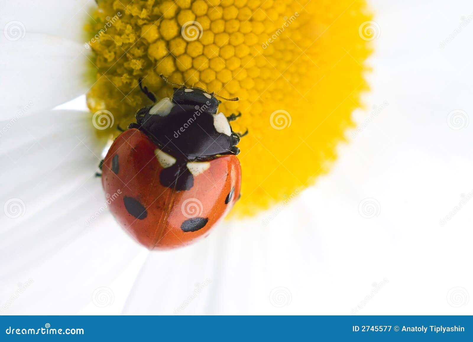 Ladybug on flower stock image. Image of spring, insect - 2745577