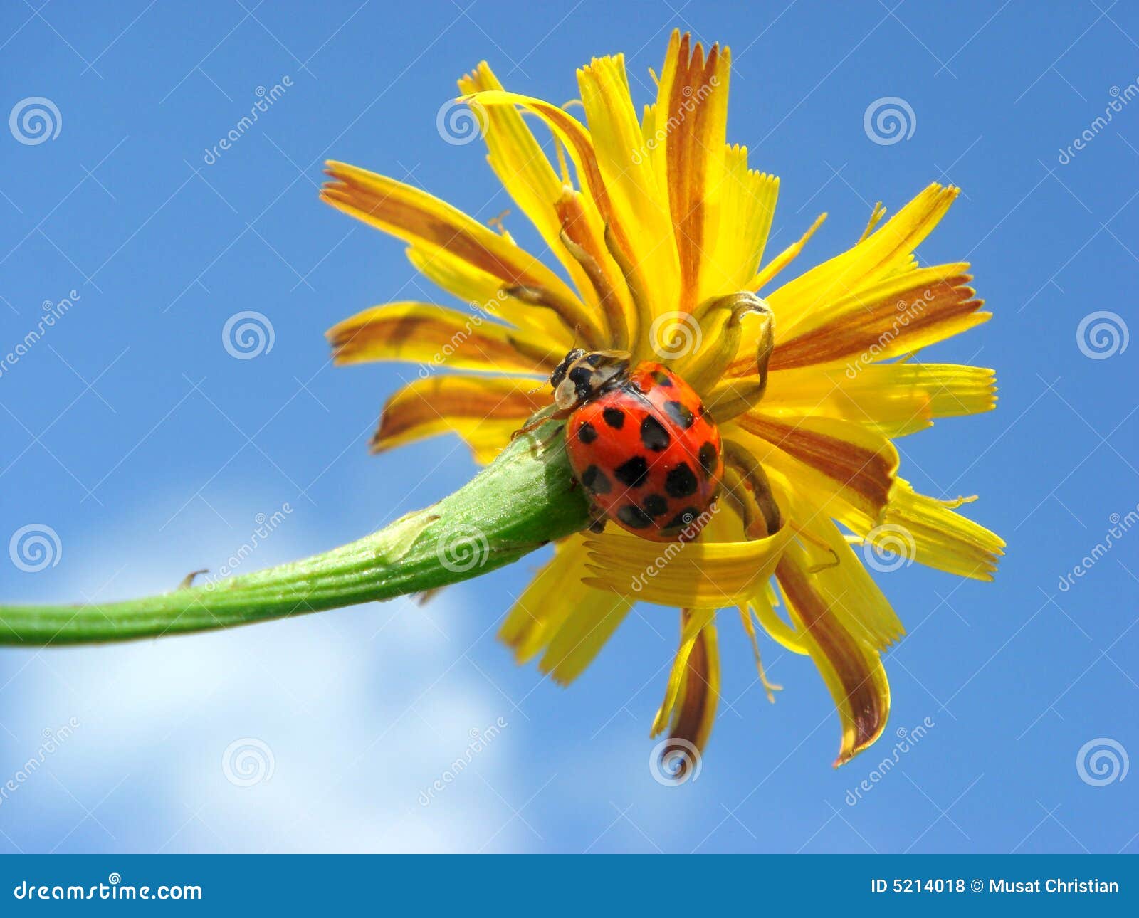 Ladybug on flower stock photo. Image of flower, beetle - 5214018