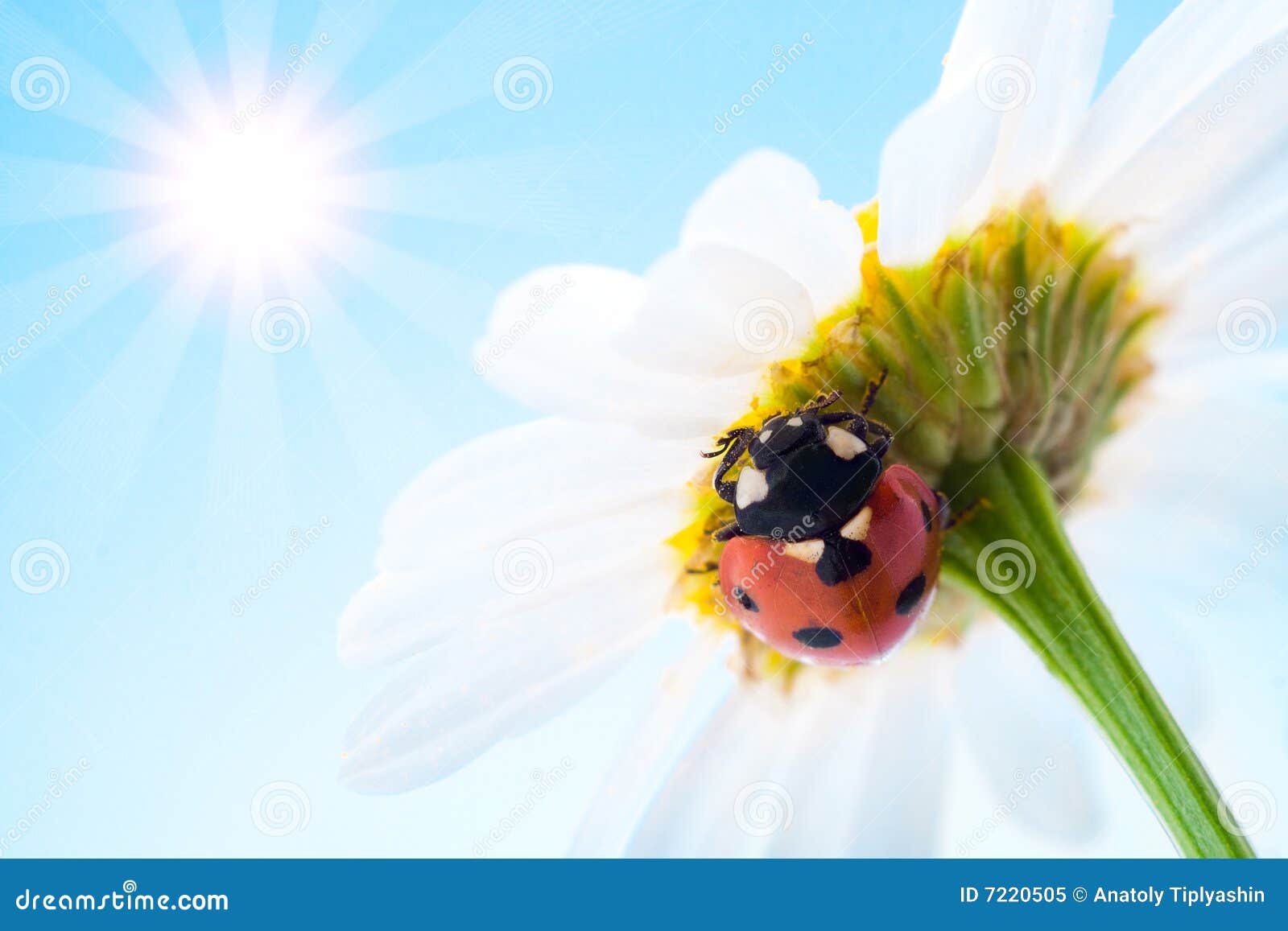 Ladybug on flower stock image. Image of beautiful, colored - 7220505