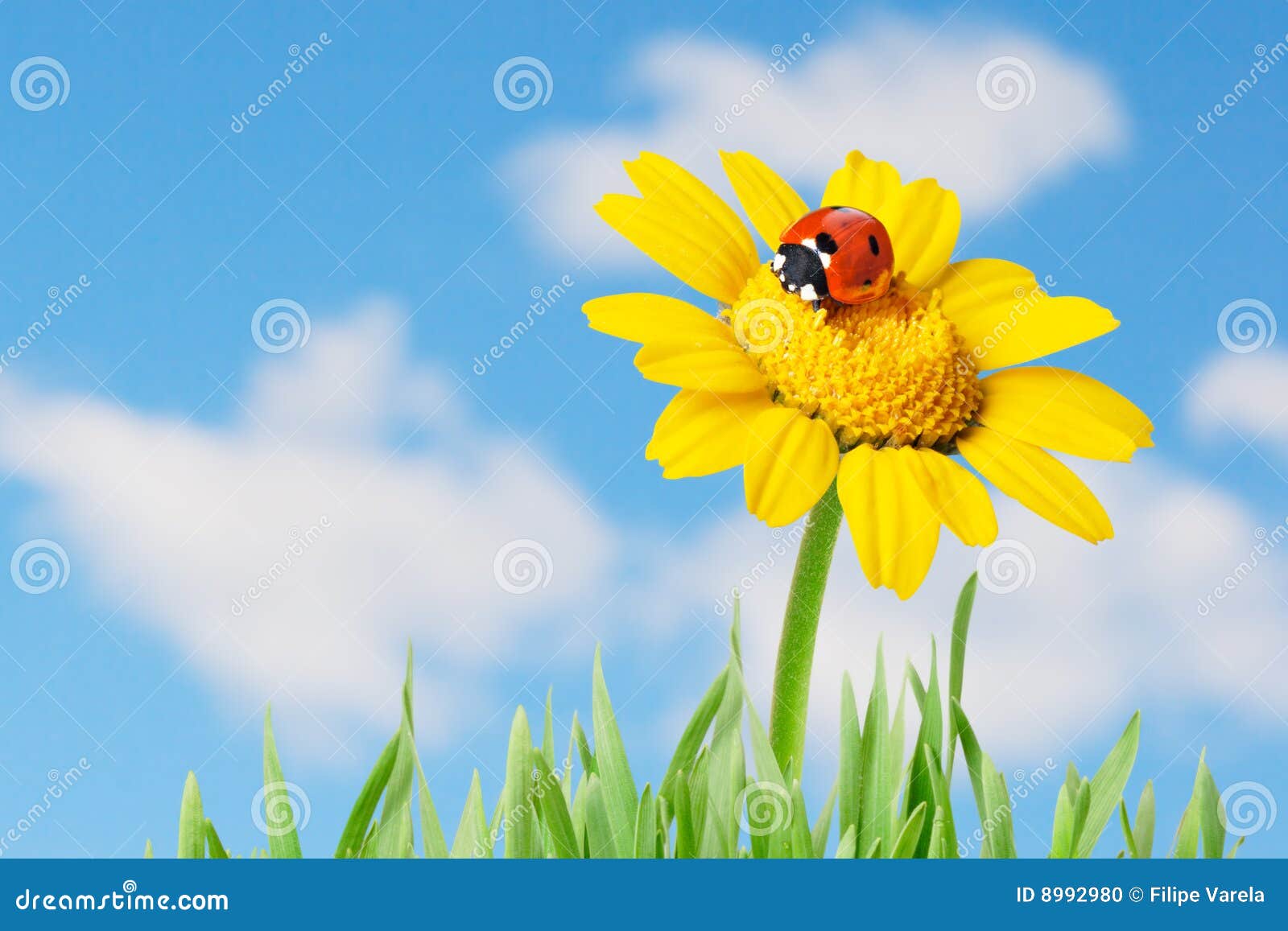 Ladybug in a flower stock photo. Image of flora, field - 8992980