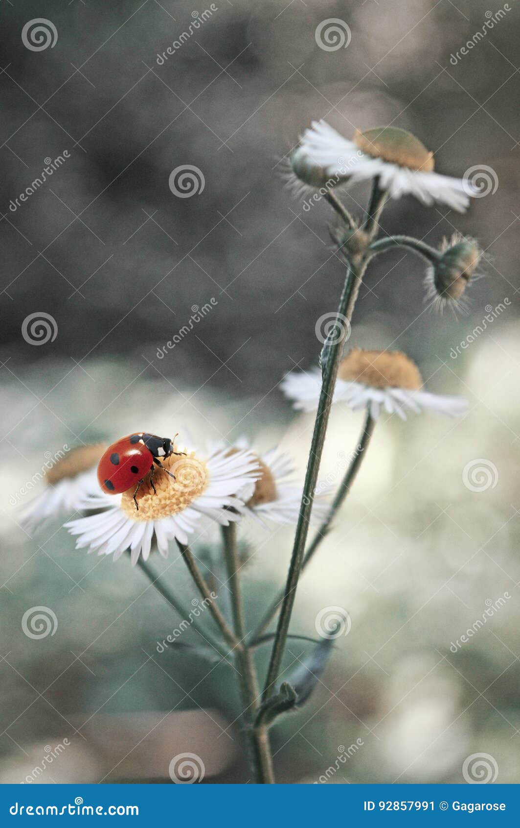 Ladybug and flower stock image. Image of animals, rest - 92857991