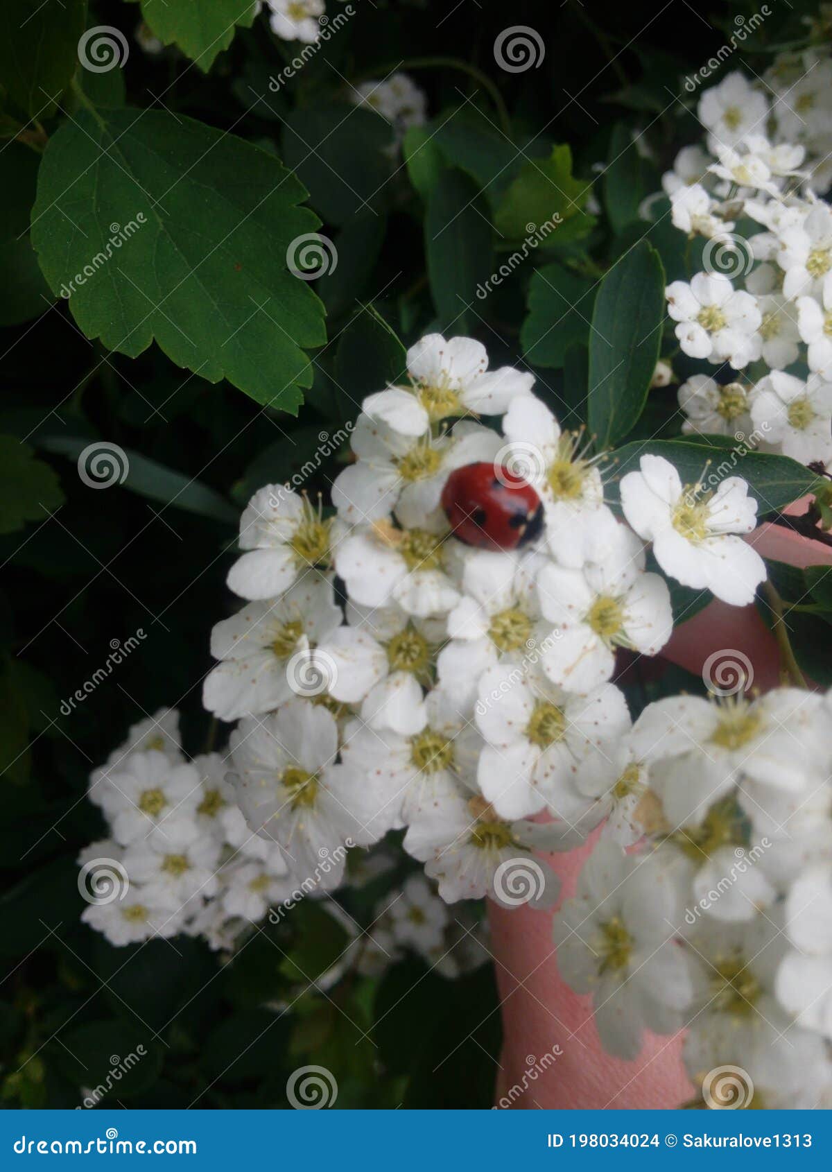 Ladybug on Flower of Blossoming Fruit Tree. Red Ladybird. Close Up ...